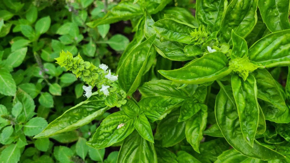 Plant Talk with Basil Essential Oil - NYC Aromatica