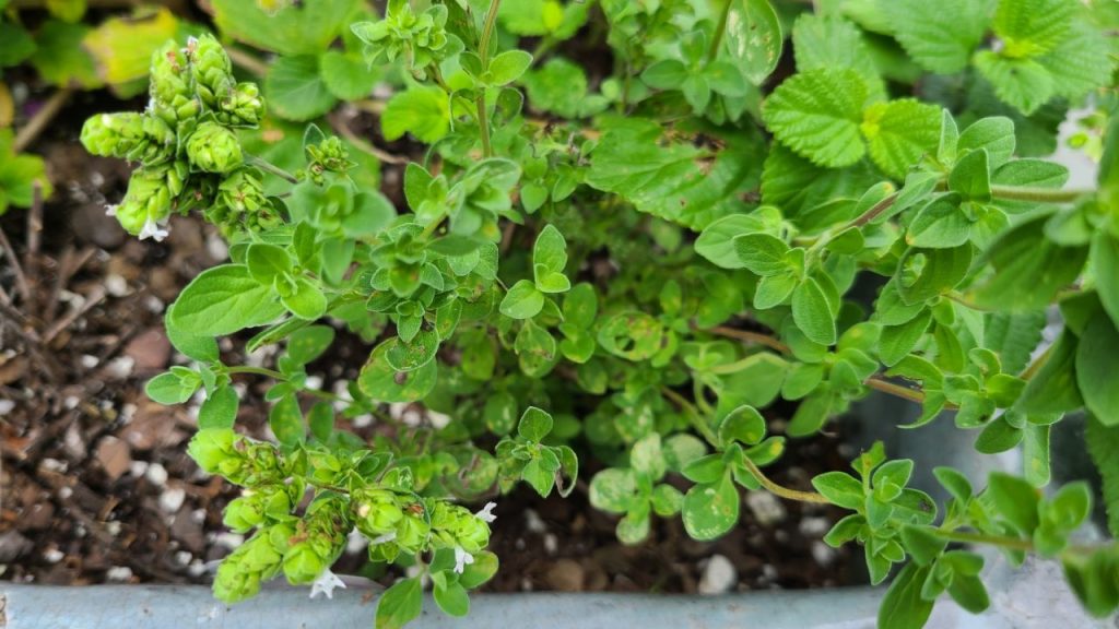 Learn About Sweet Marjoram Essential Oil - NYC Aromatica