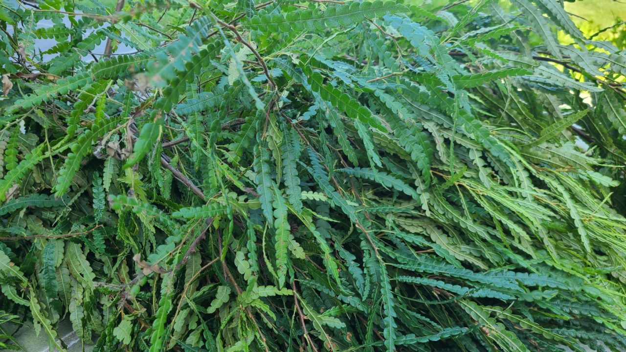 Plant Talk with Sweet Fern - NYC Aromatica