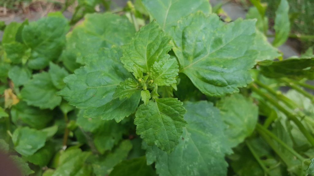 Patchouli: The Scent of the '60s and Its Modern Revival in Aromatherapy ...